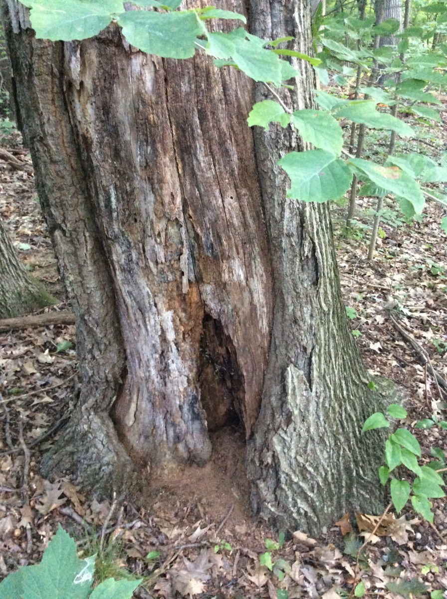 Poor tree – elizabeth lindau